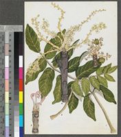 Lannea discolor (Sond.) Engl. original illustration form the 'Trees of ...