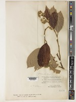 Parinari excelsa in Global Plants on JSTOR