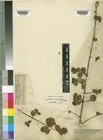 Combretum racemosum in Global Plants on JSTOR