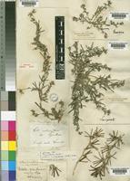 Lotus arabicus in Global Plants on JSTOR