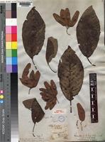 Terminalia glaucescens in Global Plants on JSTOR
