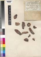 Bombax buonopozense in Global Plants on JSTOR