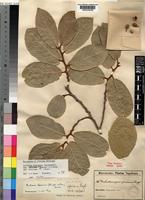 Antiaris africana in Global Plants on JSTOR