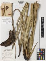 Pandanus candelabrum in Global Plants on JSTOR