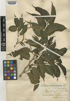 Type of Chlorophora tinctoria unrecorded subsp. zanthoxyla Hassl ...