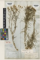 Senecio longilobus in Global Plants on JSTOR