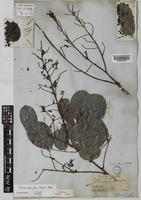 Syntype of Aganope thyrsiflora (Benth.) Polhill [family LEGUMINOSAE ...