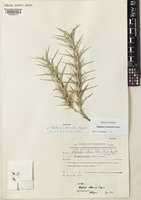 Blepharis ciliaris in Global Plants on JSTOR