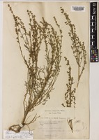 Artemisia prattii (Pamp.) Ling & Y.R.Ling [family COMPOSITAE] on JSTOR