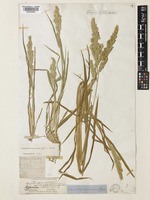 Echinochloa glabrescens in Global Plants on JSTOR