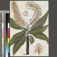 Faurea speciosa Welw. original illustration from the 'Trees of Central ...