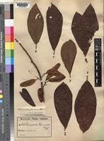 Terminalia glaucescens in Global Plants on JSTOR