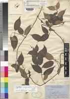 Cryptolepis sanguinolenta in Global Plants on JSTOR