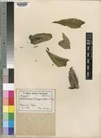 Bombax buonopozense in Global Plants on JSTOR