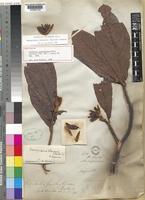 Holotype of Trochetia pentaglossa Baker [family STERCULIACEAE] on JSTOR
