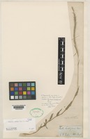 Perotis indica in Global Plants on JSTOR