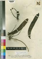 Diaphananthe eggelingii P.J.Cribb [family ORCHIDACEAE] on JSTOR