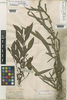 Struchium sparganophorum (L.) Kuntze [family COMPOSITAE] on JSTOR