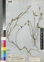 Peristrophe bicalyculata in Global Plants on JSTOR