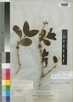 Strychnos innocua in Global Plants on JSTOR