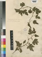 Acharia tragodes in Global Plants on JSTOR