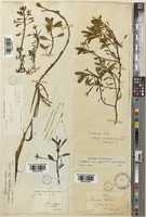 Jussiaea repens in Global Plants on JSTOR