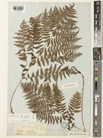 Athyrium wallichianum Ching [family WOODSIACEAE] on JSTOR