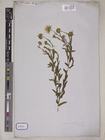 Aster indicus B.Heyne [family COMPOSITAE] on JSTOR