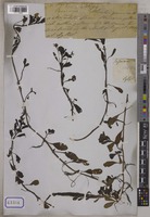 Jussiaea repens in Global Plants on JSTOR