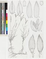 Digitaria scalarum in Global Plants on JSTOR