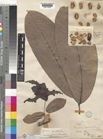 Monodora myristica in Global Plants on JSTOR