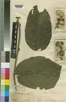 Icacina trichantha in Global Plants on JSTOR