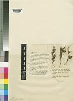 Lotus arabicus in Global Plants on JSTOR