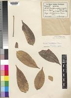 Bombax buonopozense in Global Plants on JSTOR