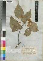 Dombeya torrida in Global Plants on JSTOR