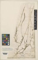 Perotis indica in Global Plants on JSTOR