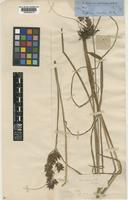 Cyperus procerus Rottb. [family CYPERACEAE] on JSTOR