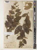 Parinari excelsa in Global Plants on JSTOR