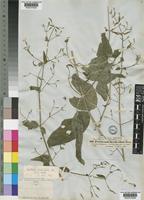 Peristrophe paniculata in Global Plants on JSTOR