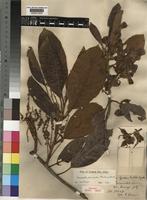Terminalia glaucescens in Global Plants on JSTOR