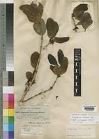 Strychnos innocua in Global Plants on JSTOR