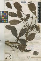 Syntype of Eriotheca gracilipes (K.Schum.) A.Robyns [family BOMBACACEAE ...