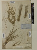 Aristida contorta F.Muell. [family POACEAE] on JSTOR