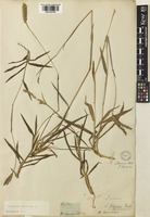 Ischaemum indicum in Global Plants on JSTOR