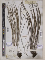 Vittaria elongata in Global Plants on JSTOR