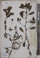 Jussiaea repens in Global Plants on JSTOR