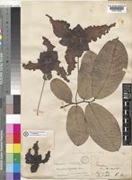 Monodora myristica in Global Plants on JSTOR