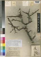 Commiphora kua in Global Plants on JSTOR