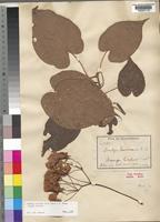 Dombeya torrida in Global Plants on JSTOR