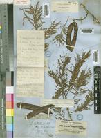 Acacia polyacantha in Global Plants on JSTOR